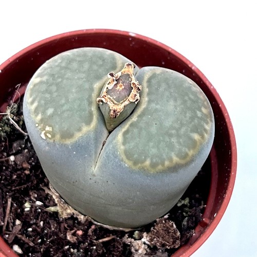 Large Lithop Living Stones pebble plant succulent single head in 5cm ...