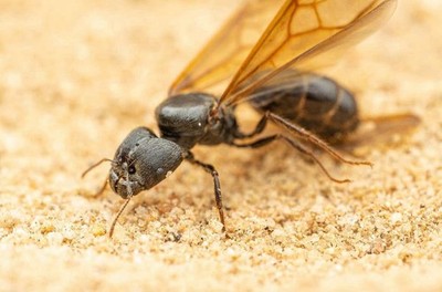 Pheidole Rhea Queen 20w Feeder Insect, Reptile FooD-RARE - LARGEST USA ...