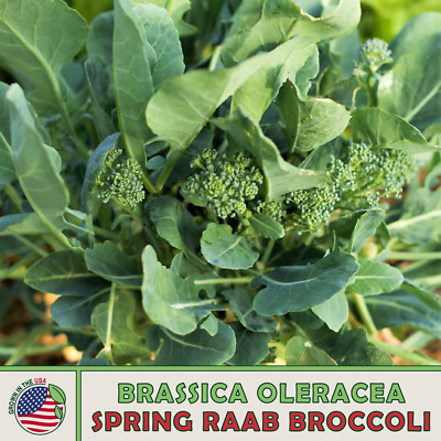 100 Spring Raab Broccoli Seeds, Brassica oleracea, Rapini, Genuine USA ...