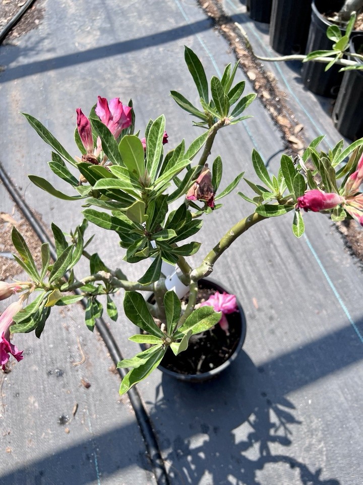 Adenium Obesum Desert Rose 18”-20” Tall Live Plant Bare Root | eBay