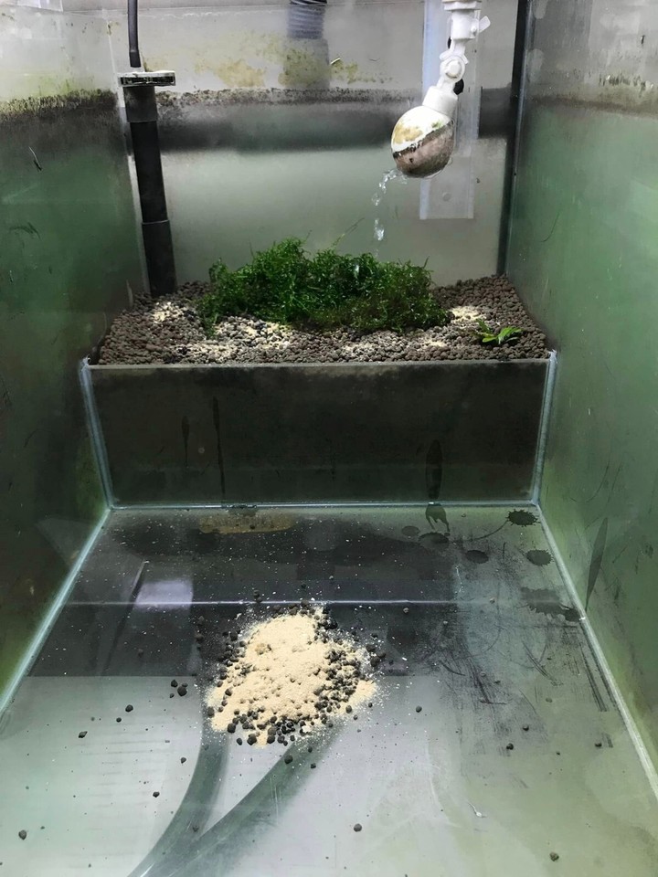 Dead Shrimp Powder - Shrimp Tank Biofilm builder - Bacterial startup ...