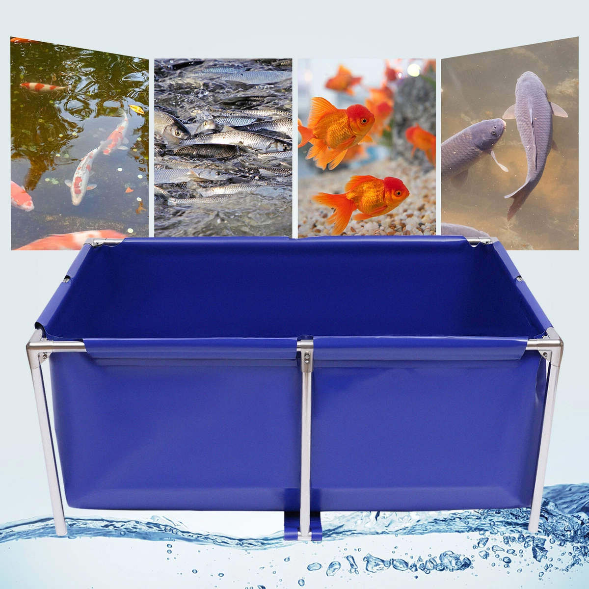 Goldfish In Water Troughs