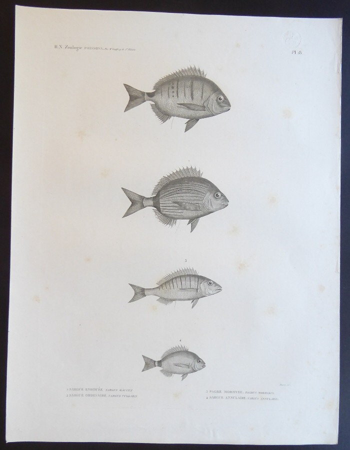 1820's Description de l'Egypte Zoologie Poissons Fish Plate 18 Egyptian ...