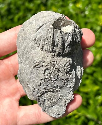 Florida Fossil Barnacle on Oyster Concavus tamiamensis Pliocene Age ...