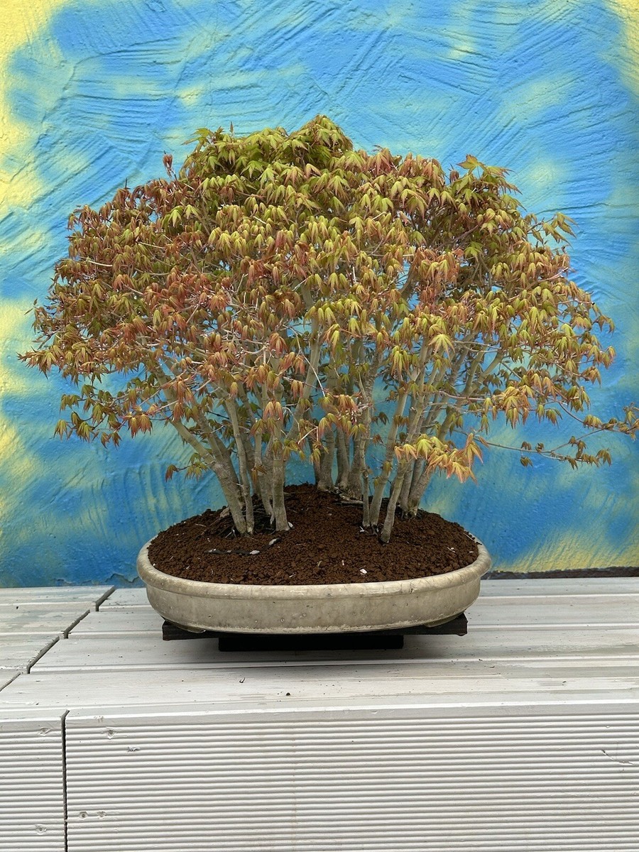 Japanese Maple Bonsai Forest Dwarf Japanese Green Maple Bonsai