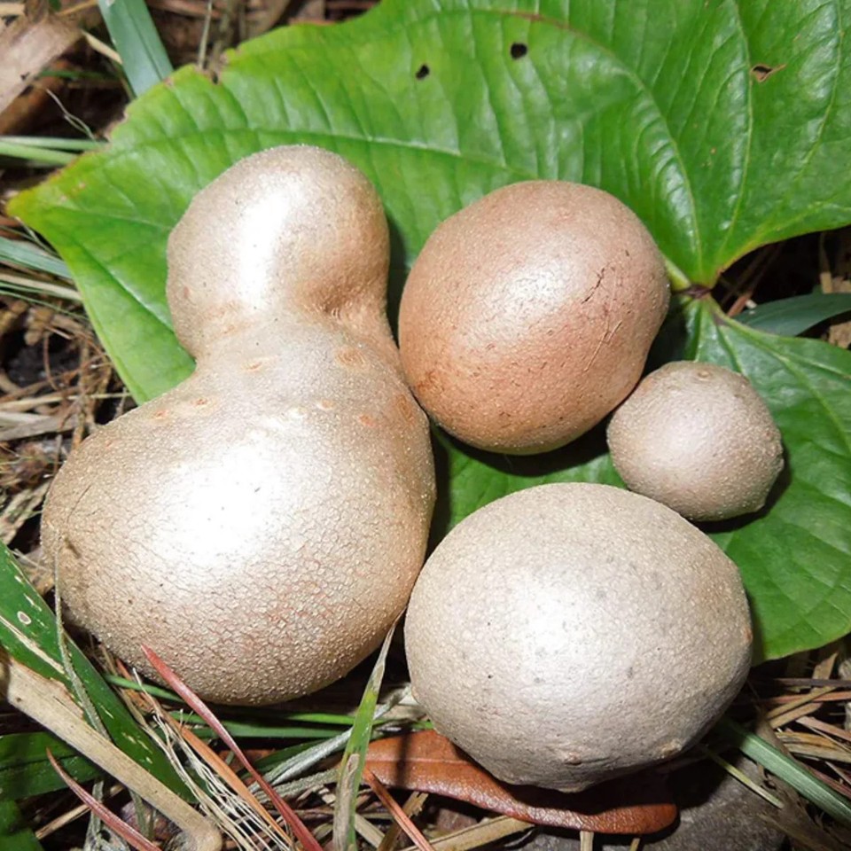 Dioscorea bulbifera, Air Potato, Aerial Yam, Parsnip Yam, Bitter Yam Se ...