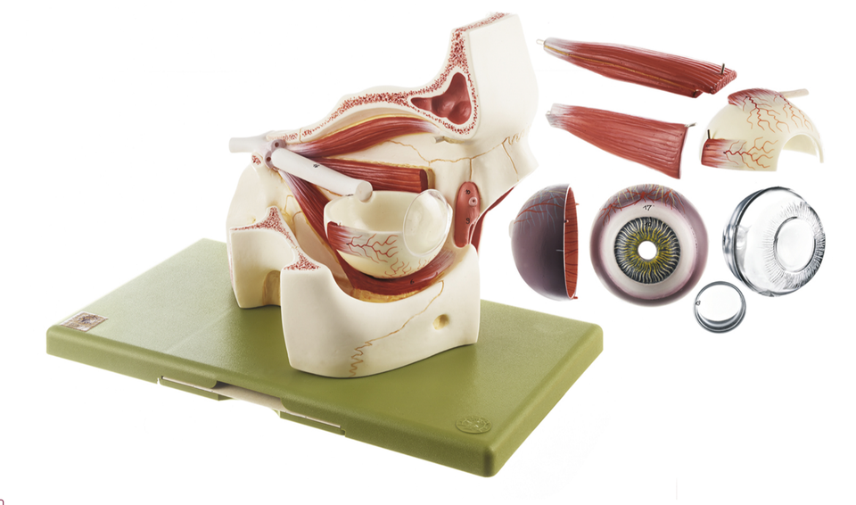 Somso CS2 Eyeball with Part of Orbit, 3x Enlarged Eye Anatomical Model ...