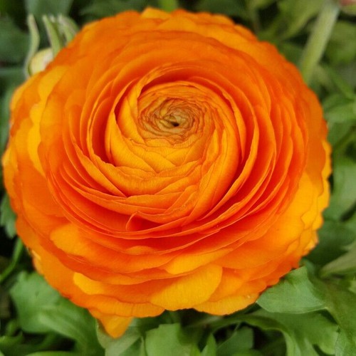 10 RANUNCULUS ORANGE TOMER BULBS/CORMS GARDEN PERENNIAL SUMMER ...