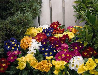 Primula polyantha Piano Mix 250 seeds | eBay