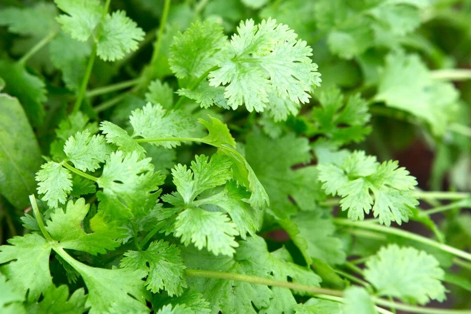 Cilantro Chinese Parsley