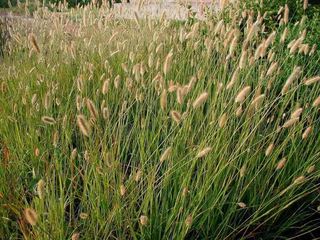 Fountain Grass 'Red Buttons' -Pennisetum thunbergii 'Red Buttons' - 10 ...
