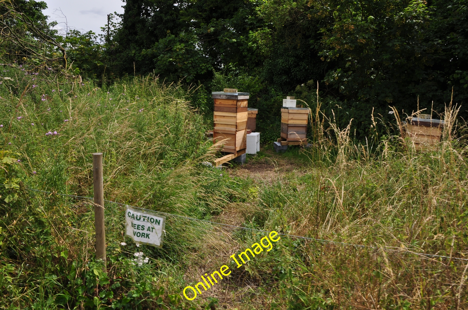Photo 6x4 London : Sutton - Mayfield Lavender Fields, Bee Hive Banstead L c2014 | eBay
