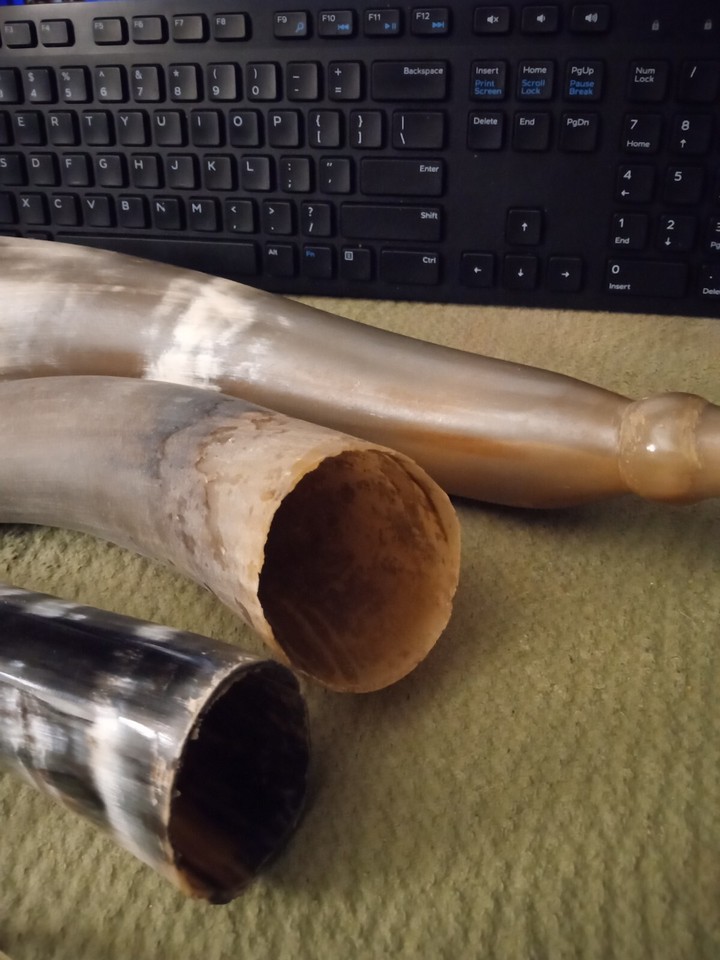 Muzzleloader Black Powder Horn's as a Group. 3 Horn's Unfinished | eBay