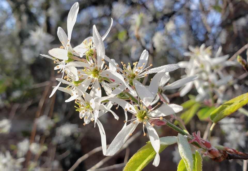 Serviceberry | 15 Seeds | Amelanchier Arborea | Juneberry | Florida ...