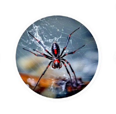 RARE BLACK WIDOW POISON SPIDER WEB Pendant On 925 Sterling Silver 22 ...