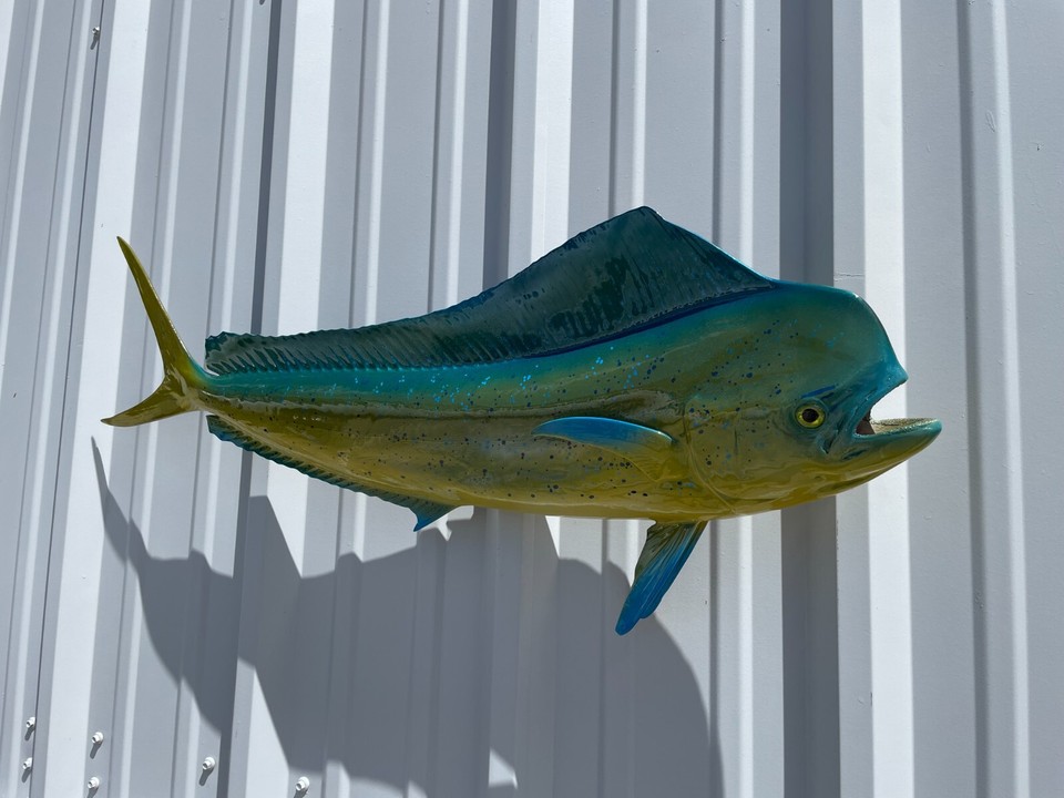 36" Bull Dolphin (Mahi) Two Sided Fish Mount Replica - Quick Production ...