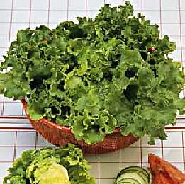 Lettuce Green Ice 1,000 seeds | eBay