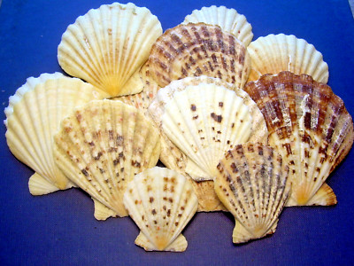 Sea Shells Pecten Radula Colorful 12 PIECE LOT 1.5" - 3.5" Genuine ...