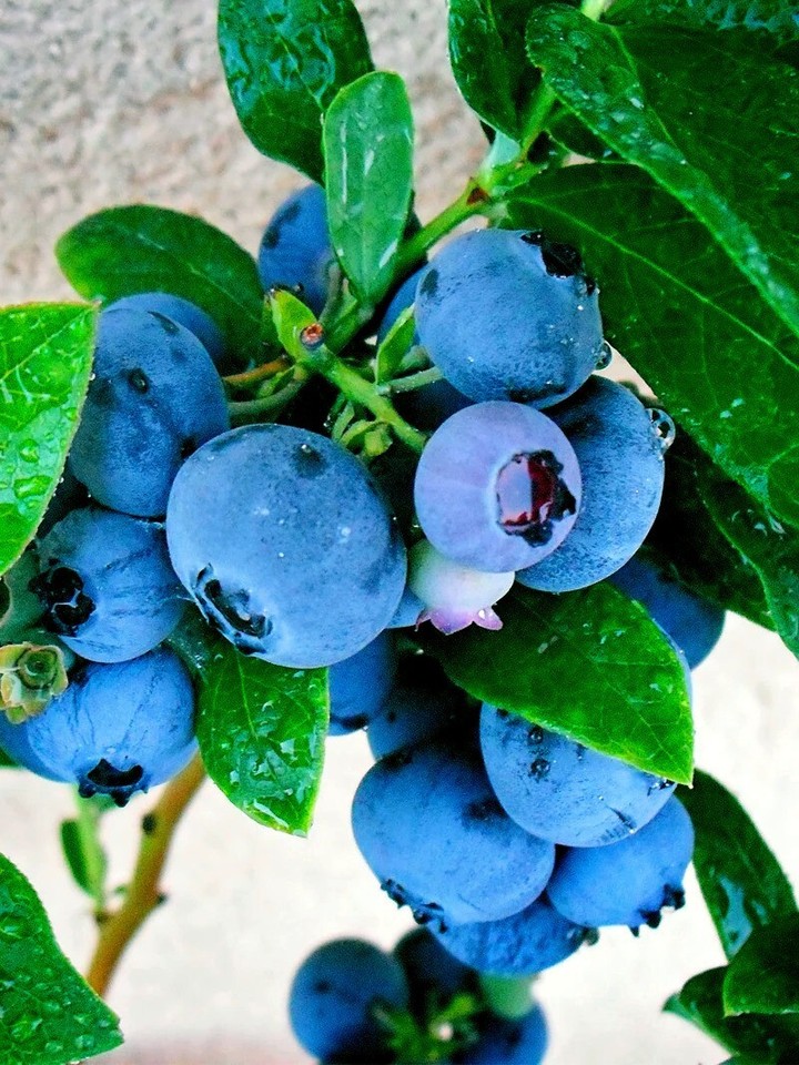 BLUEBERRY TREE SEEDS New Jersey Southern Highbush Cold Hardy Garden ...