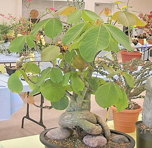 Pseudobombax Ellipticum, Shaving Brush Tree caudex bonsai bombax seed ...