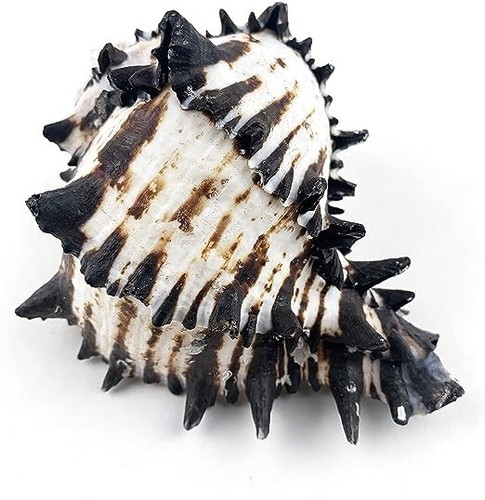 25 Large Natural Conch Black Murex Hermit Crab Seashell Rare Real Decor ...