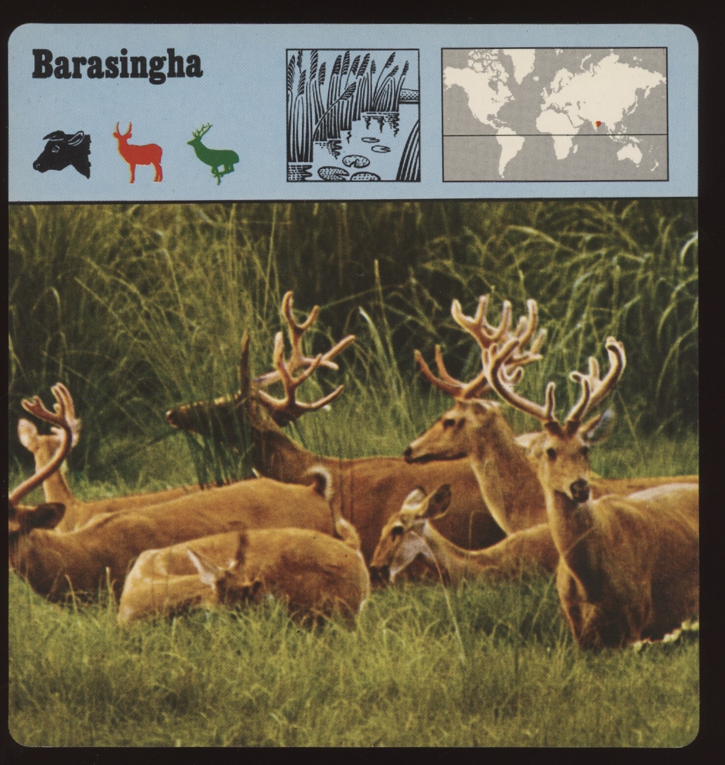 Barasingha Safari Cards Rencontre Mammals | eBay
