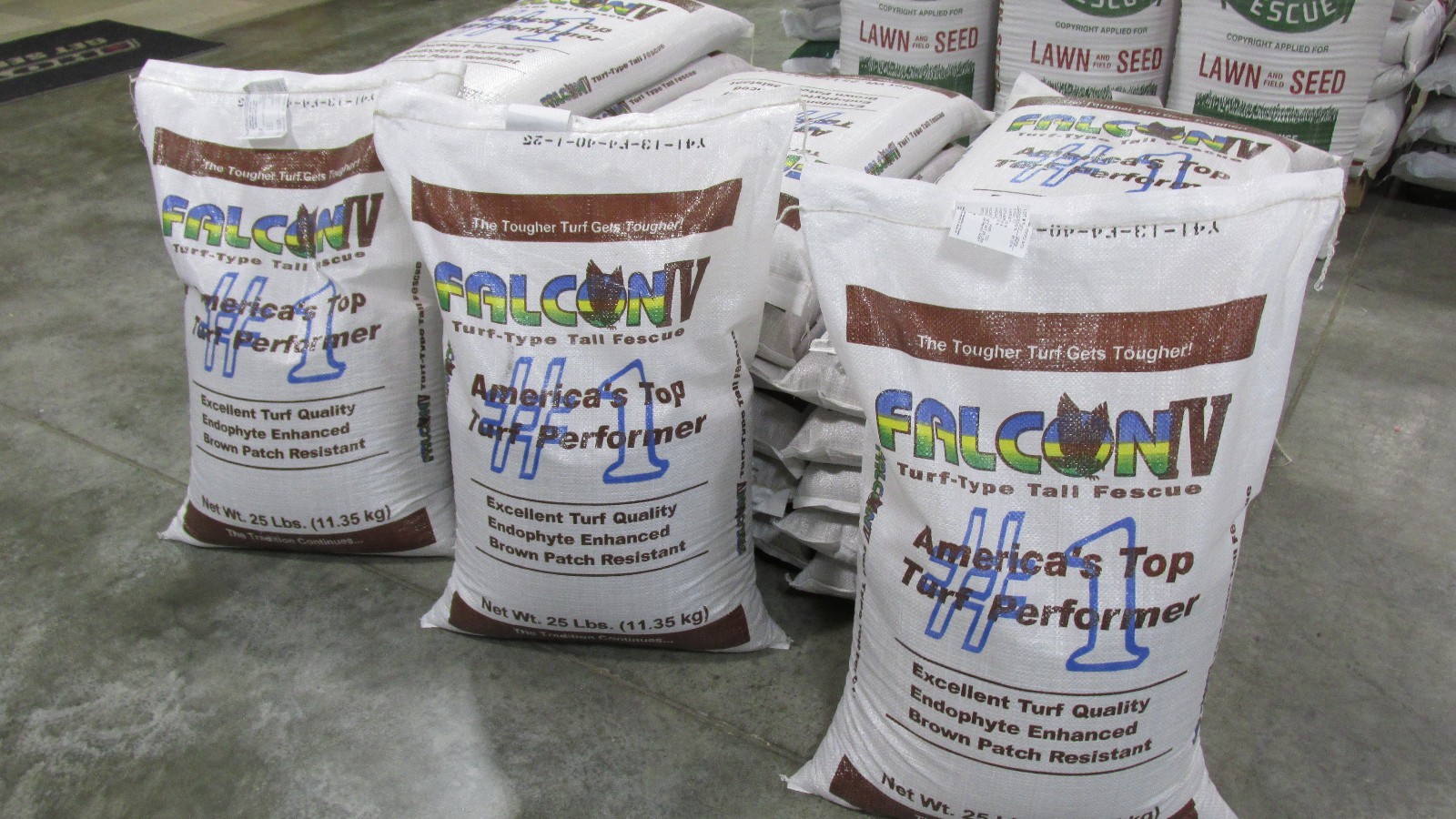 NEW FALCON IV TURF TYPE FESCUE GRASS SEED SUN OR SHADE #1 RATED GRASS ...