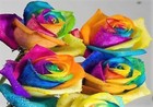 Make Your Own - 5 RAINBOW ROSE BUSH Seeds Shrub Rosa Flower *Flat S/H ...