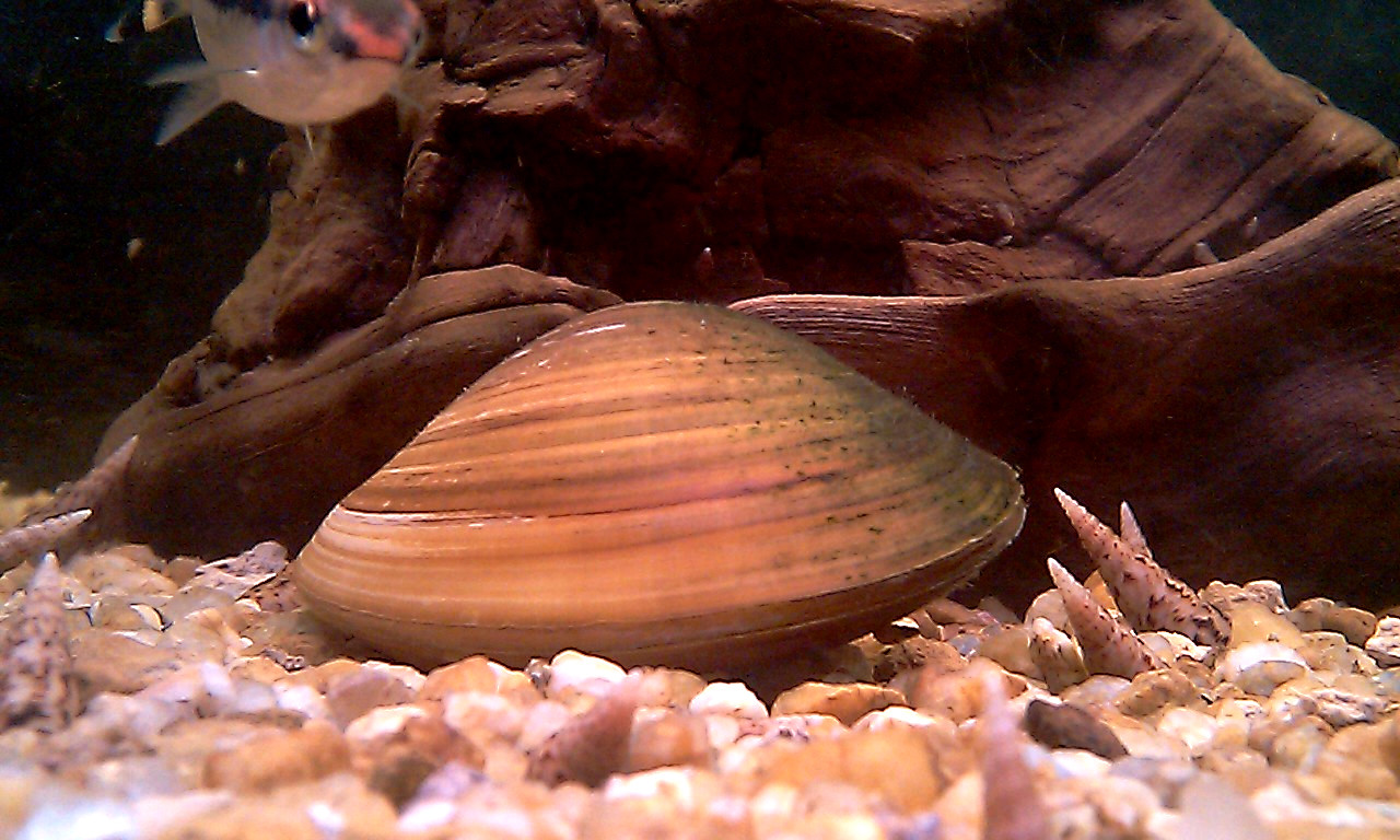 15 Live Freshwater Clam Pond Aquarium Filter Feeder Water Clarifier ...