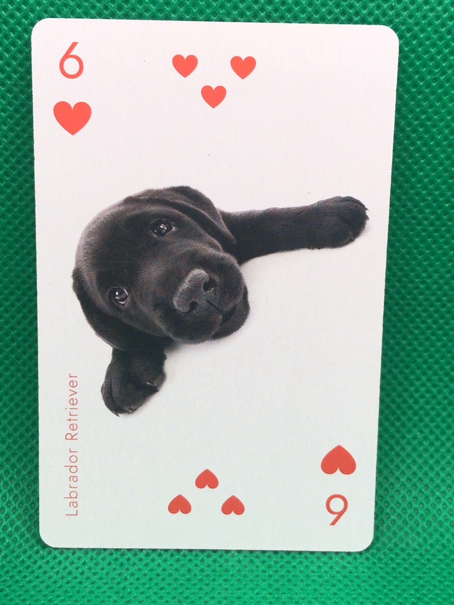 Labrador Retriever Playing Cards