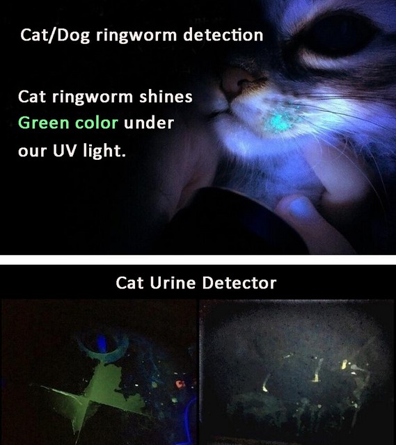Ringworm under uv light - hunterstery