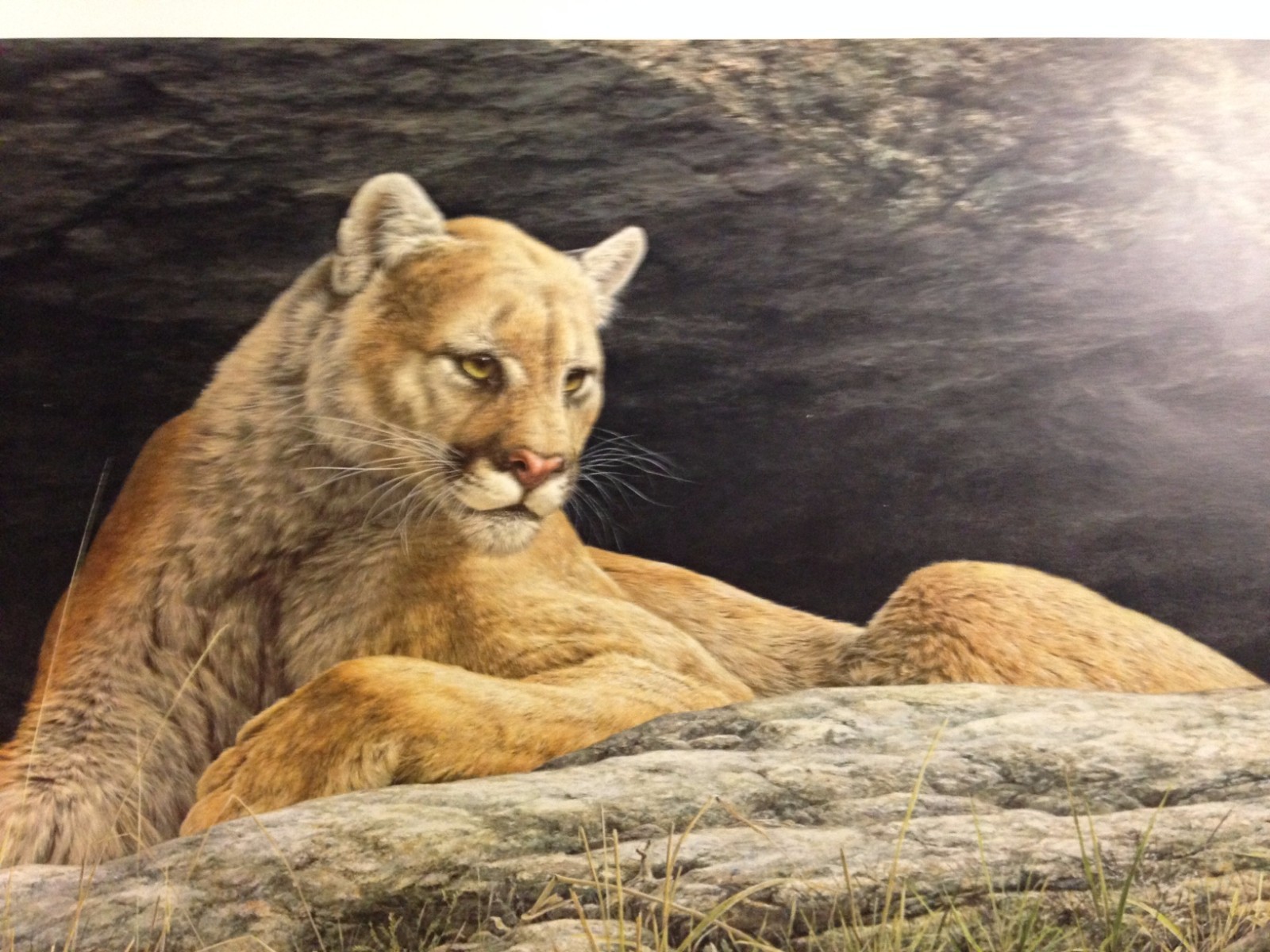 Cougar's Ledge by Jorge Mayol | eBay