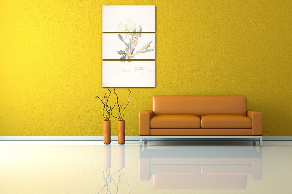 Kunstdruck Margaret Neilson Armstrong - Weiße Nachtkerze, Pachylophus ...