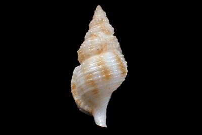 Sea shell- Sassia semitorta - 50mm | eBay