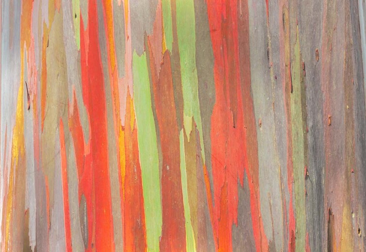 LIVE PLANT TREE Rainbow Eucalyptus, Mindanao Gum, Bagras, Kamarere ...