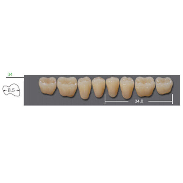 Huge Kaili Synthetic Polymer Teeth Lower Posterior Shade A3.5 Full Box ...