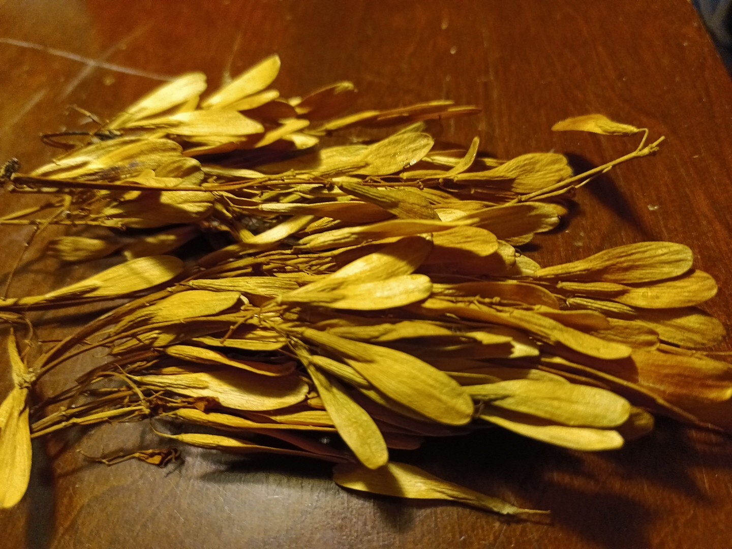 30 White Ash tree seeds Fraxinus americana | eBay