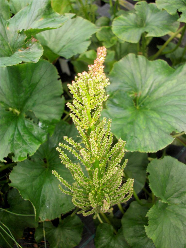 Gunnera perpensa "River Pumpkin" Aquatic Perennial 3L | eBay