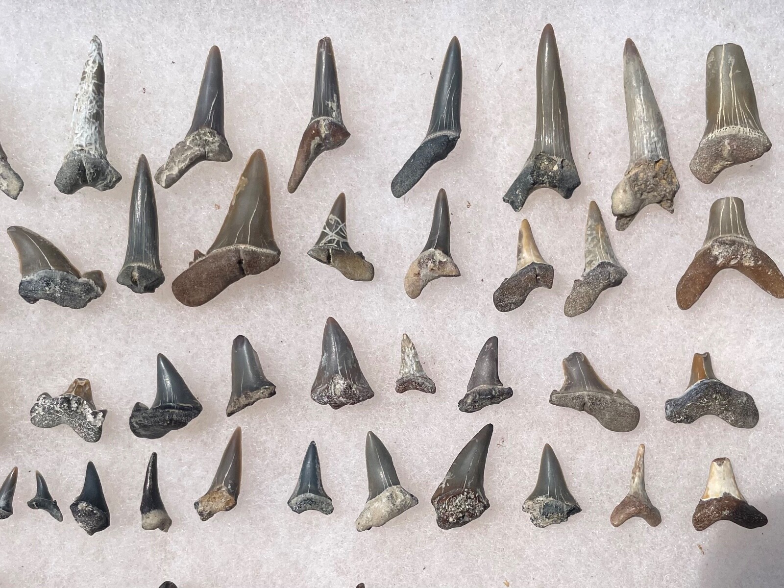 Cretaceous Sharks Teeth and Enchodus Teeth Collection OVER 100 TEETH ...
