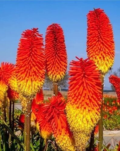 100 Red Hot Poker Flaming Torch Lily Seeds Beautiful Flower Plant. | eBay