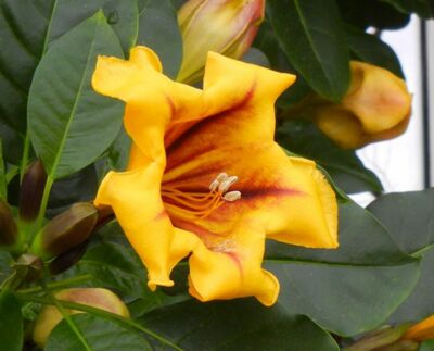 SOLANDRA NITIDA | eBay