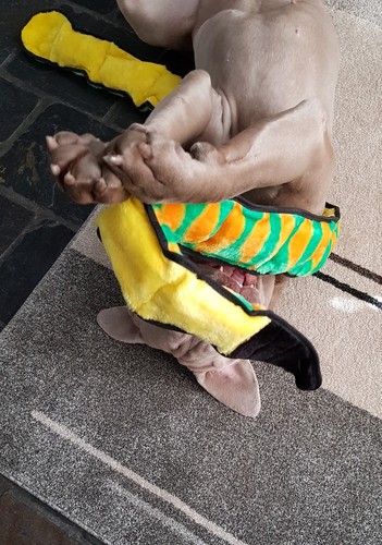 Invincible Ginormous 12 Squeaker Green Snake - Outward Hound for sale ...