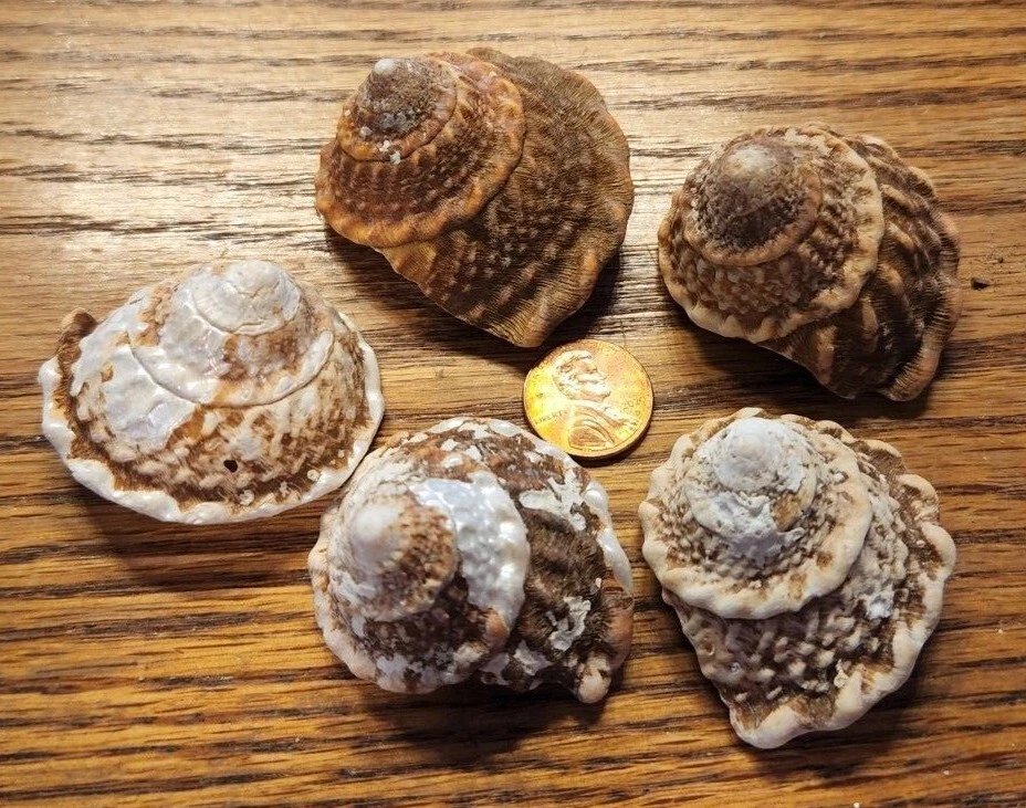 Marine Snail Shells