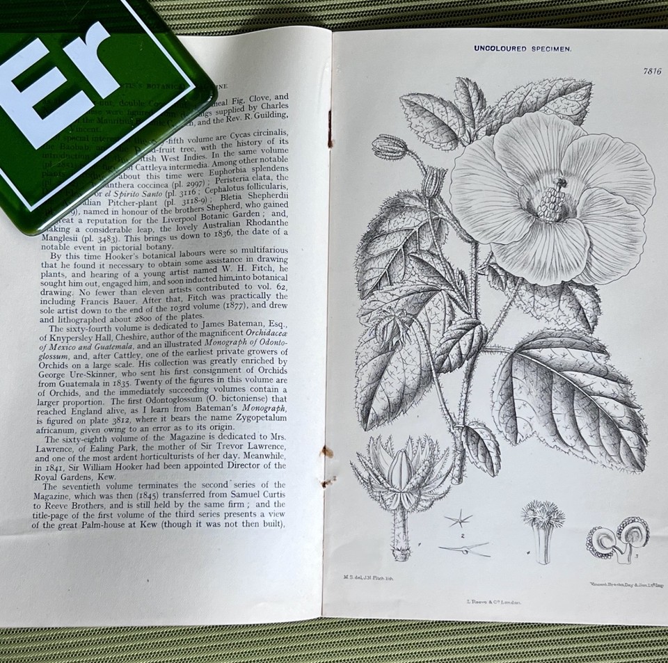 Curtis's Botanical Magazine | Uncolored Specimen Plate | History c.1787 ...