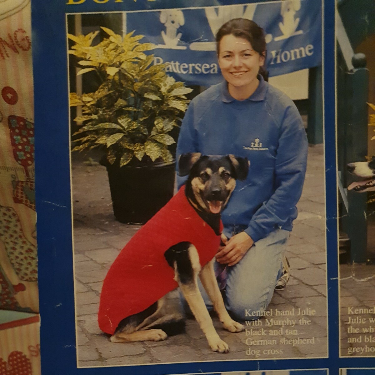 Battersea Dogs Home Knitting Pattern Dog Coat Battersea Dog Home Dog