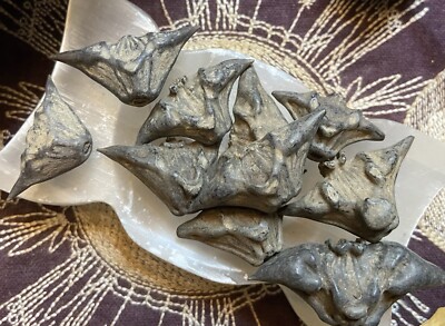 Devil Pods, Trapa Bispinosa, Water Caltrops | eBay