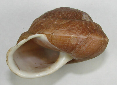 CAMAENA CICATRICOSA INFLATA 56.95mm BEAUTIFUL SINISTRAL SPECIMEN ...