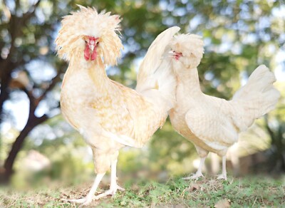 Poultry - Farm Poultry