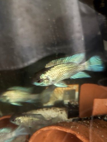 3- INCH ELECTRIC BLUE ACARA CICHLID LIVE FISH TANK | eBay