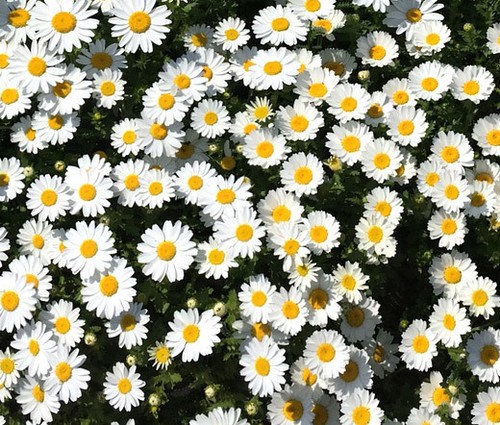 CREEPING DAISY GROUND COVER Chrysanthemum Paludosum - 5,500 Bulk Seeds ...
